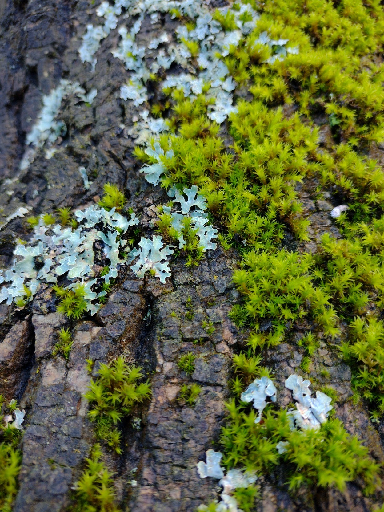 Isabella Sharp (@toosharpbyhalf@romancelandia.club) - Romancelandia