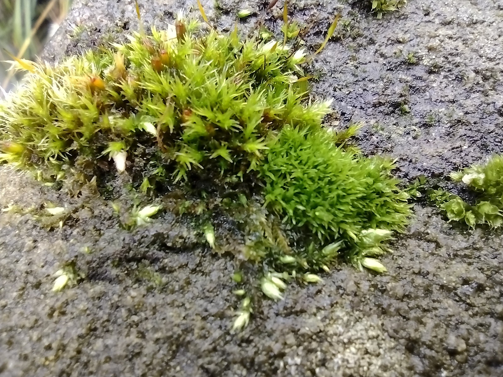 Isabella Sharp (@toosharpbyhalf@romancelandia.club) - Romancelandia